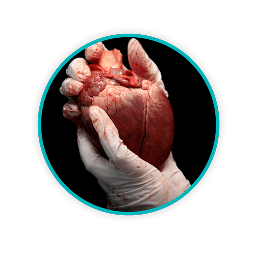 What Is Anatomical Waste? | Daniels Health